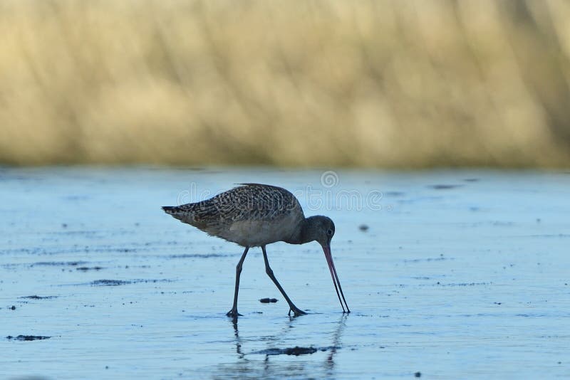 Een Wulp Die Met Een Lange Snavel Lunch Van Ondiep Water Opnemen Stock ...