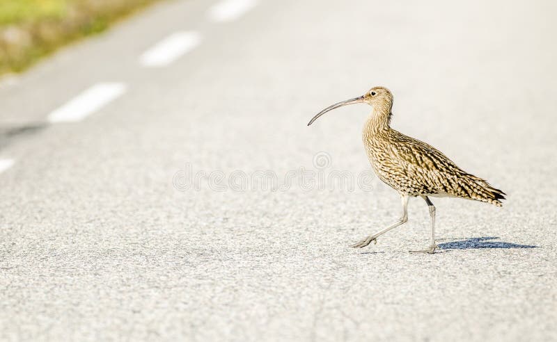 Wulp met een lange snavel stock foto. Image of leuk, vogel - 25519918