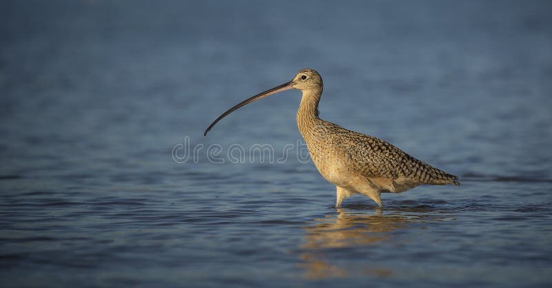 Wulp Met Een Lange Snavel (arquata Numenius) Stock Afbeelding - Image ...