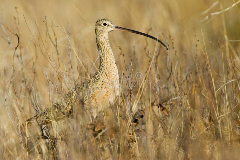Wulp Met Een Lange Snavel (arquata Numenius) Stock Foto - Image of ...