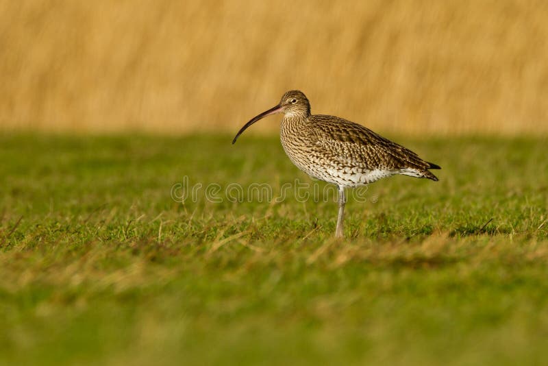 Wulp Met Een Lange Snavel (arquata Numenius) Stock Afbeelding - Image ...