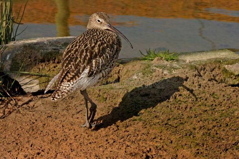 De Strandloper van de wulp stock foto. Image of vogels - 13527714