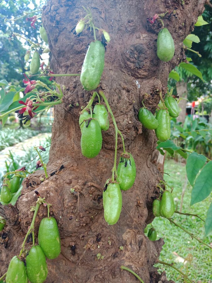 Wuluh Star Fruit Hanging on a Tree Branch Stock Photo - Image of ...