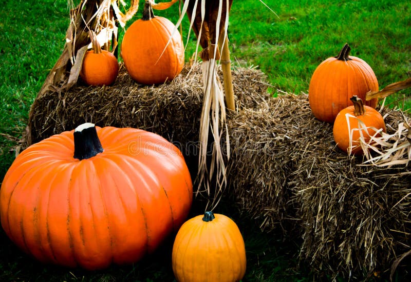 Wunderbare Kürbise, Glanz in Den Hellen Farben Stockbild - Bild von ...