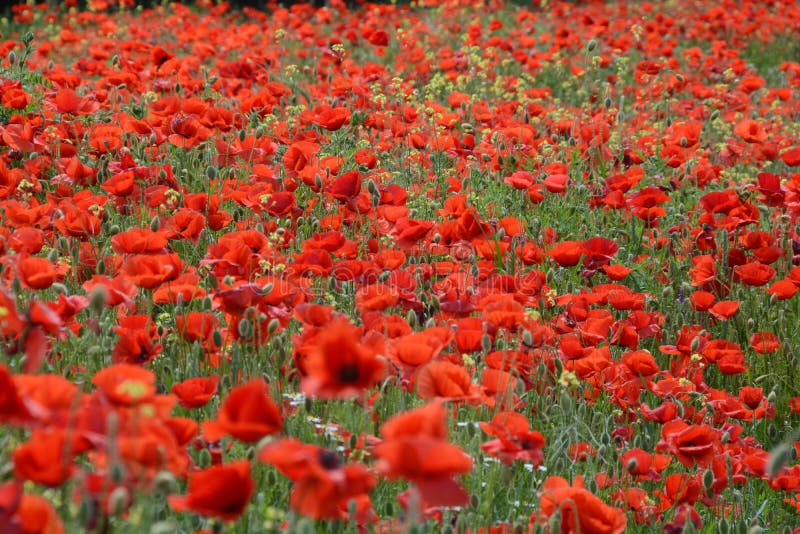 Wunderful Poppy Field in Late May Stock Image - Image of grass, spring ...