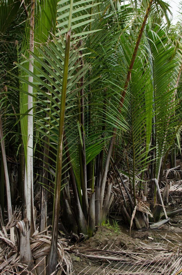 Wurmb stock photo. Image of fresh, thailand, green, palm - 102370592