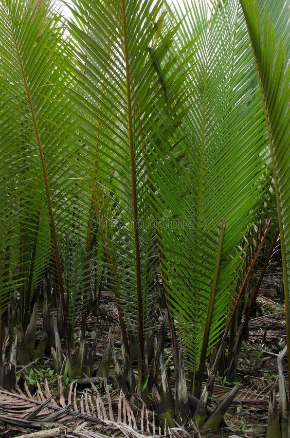 Wurmb stock photo. Image of nature, thailand, brown - 102370802