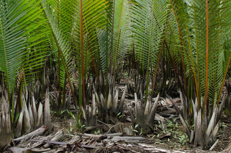Wurmb stock image. Image of nature, nipa, mangrove, food - 102371047