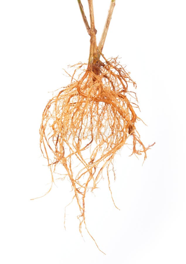 Die Wurzel stockbild. Bild von thailand, wurzel, groß - 44790429