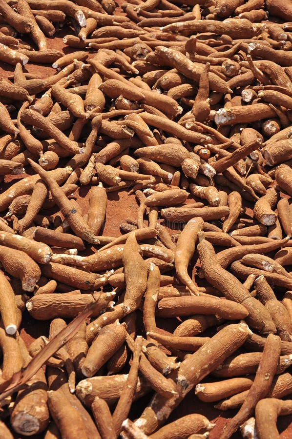 Wurzeln Yuca, Der Manioka Oder Der Manioka Stockfoto - Bild von wurzel ...