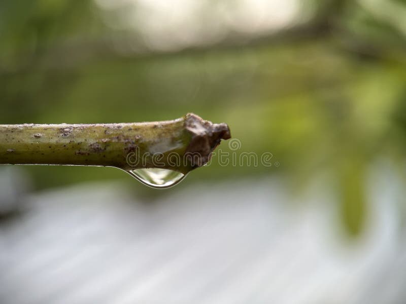Wwater Drop on the Tip of Tree Branch with Blurred Background Stock ...