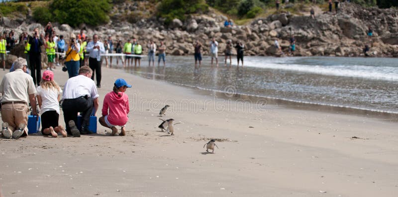 WWF Penguin Release, New Zealand. Editorial Stock Photo - Image of ...
