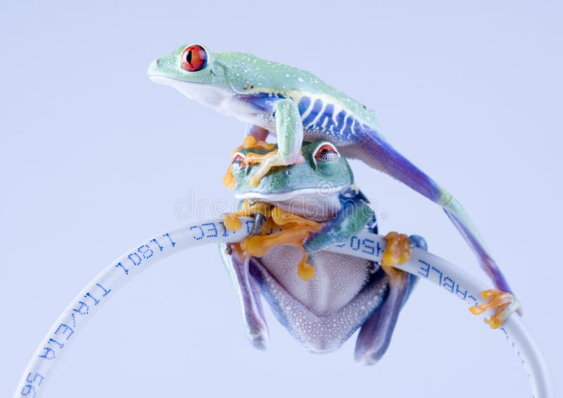 WWW Frog stock photo. Image of colour, frog, green, climate - 1946498