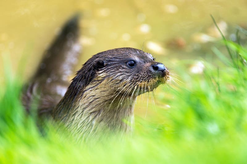 Wydra zdjęcie stock. Obraz złożonej z ssak, uroczy, brytania - 9643678