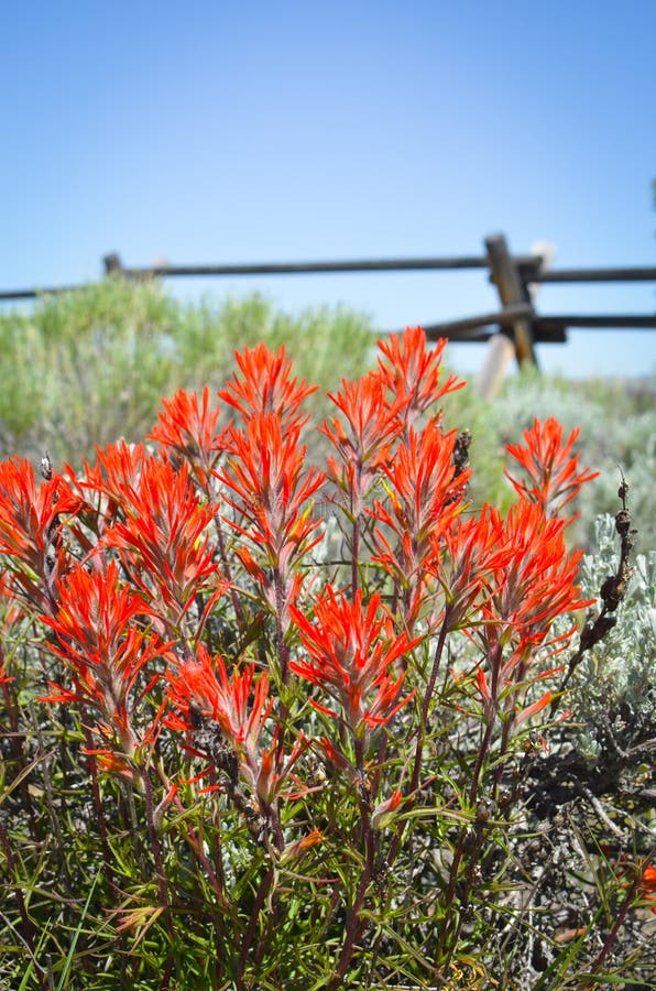 Wyoming S Flower, Indian Paintbrush Stock Photo - Image of prairie ...