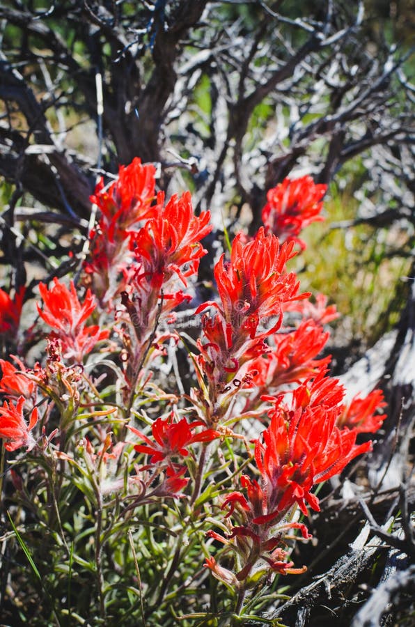 820+ Flower indian Free Stock Photos - StockFreeImages