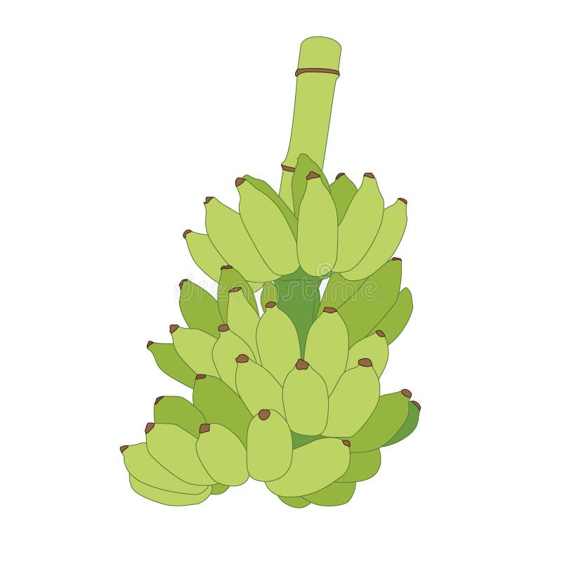Colour Green Banana on White Background Illustration Vector Stock ...