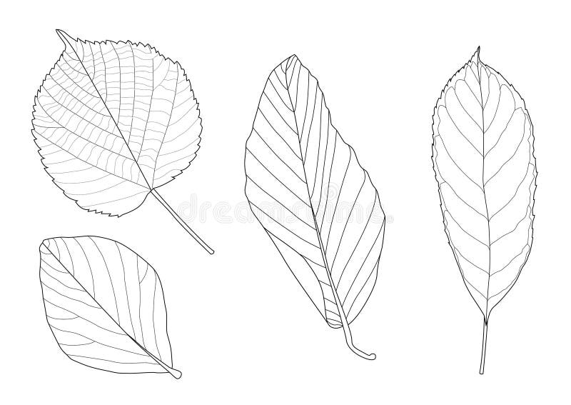 Leaves Line Single Leaf and Leaf Pattern Black Bring To Color Decorate ...
