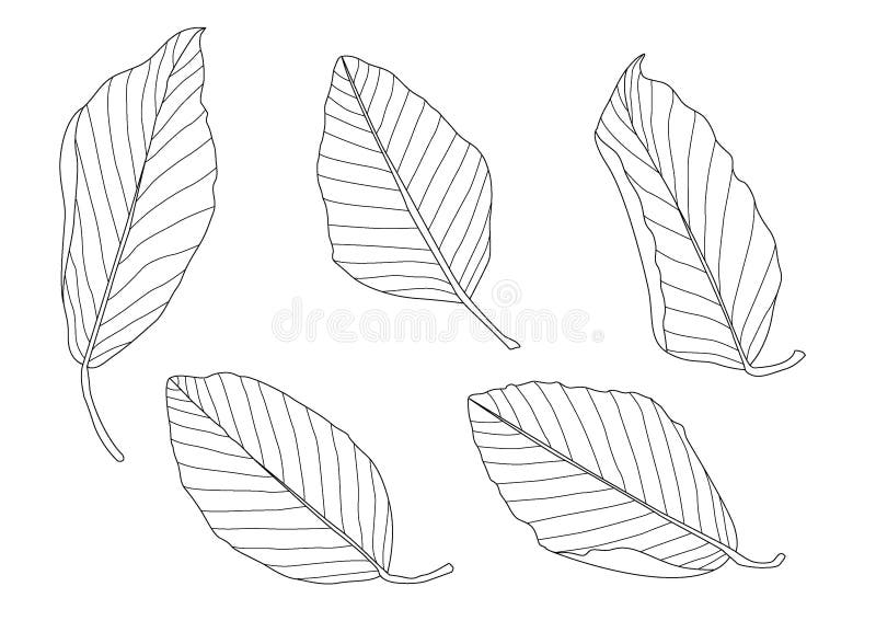 Leaves Line Single Leaf and Leaf Pattern Black Bring To Color Decorate ...