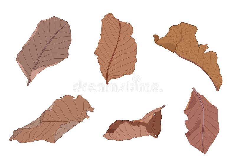 Dry Leaf Brown Seamless and Leaves Fall To the Ground Stock Vector ...