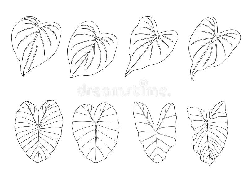 Leaves Line Single Leaf and Leaf Pattern Black Bring To Color Decorate ...