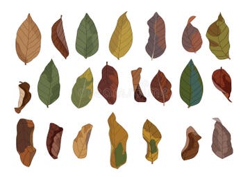 Brown Colour Cartoon Paint Stock Illustrations – 599 Brown Colour ...