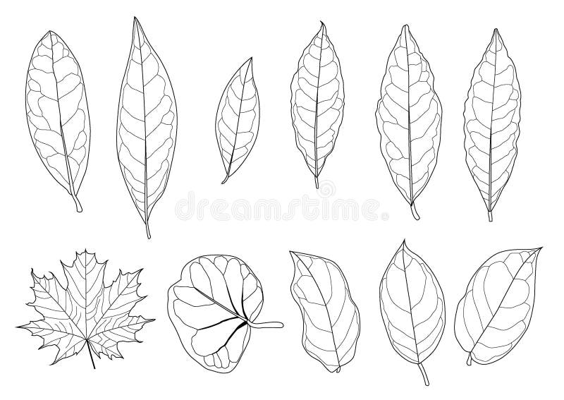 Leaves Line Single Leaf and Leaf Pattern Black Bring To Color Decorate ...