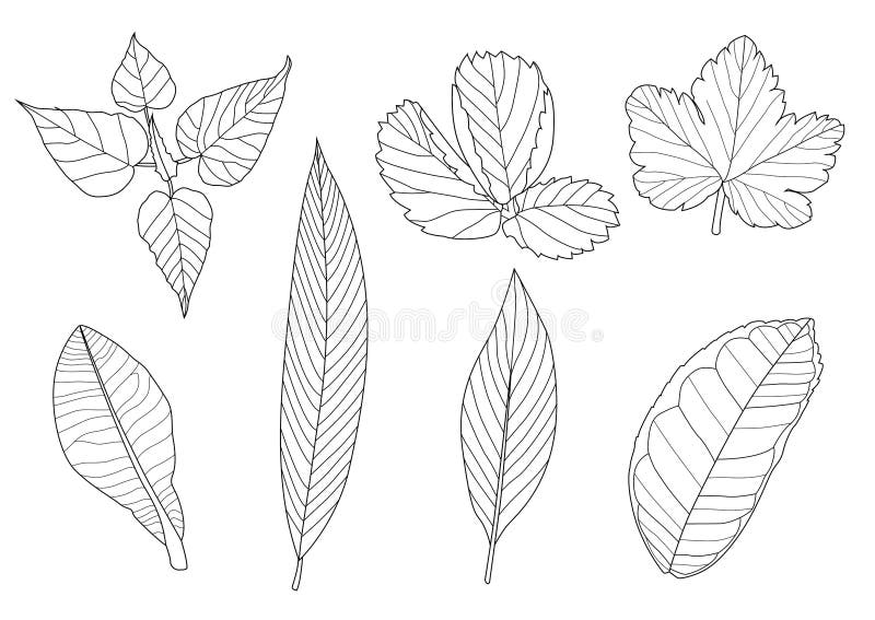 Leaves Line Single Leaf and Leaf Pattern Black Bring To Color Decorate ...