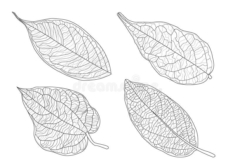 Leaves Line Single Leaf and Leaf Pattern Black Bring To Color Decorate ...