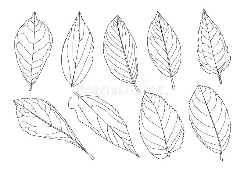 Leaves Line Single Leaf and Leaf Pattern Black Bring To Color Decorate ...