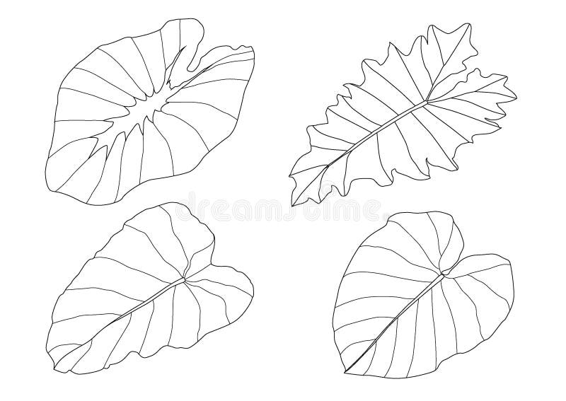 Leaves Line Single Leaf and Leaf Pattern Black Bring To Color Decorate ...
