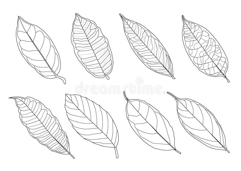 Leaves Line Single Leaf and Leaf Pattern Black Bring To Color Decorate ...