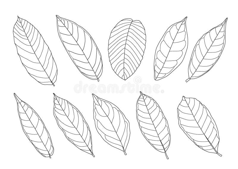 Leaves Line Single Leaf and Leaf Pattern Black Bring To Color Decorate ...
