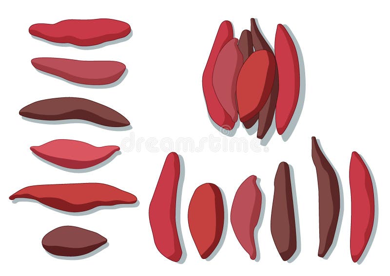 Sweet Potato Tree Stock Illustrations – 81 Sweet Potato Tree Stock ...