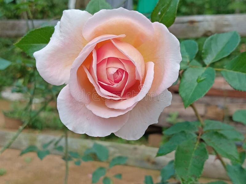 Flowerinspiration Stock Photos - Free & Royalty-Free Stock Photos from ...