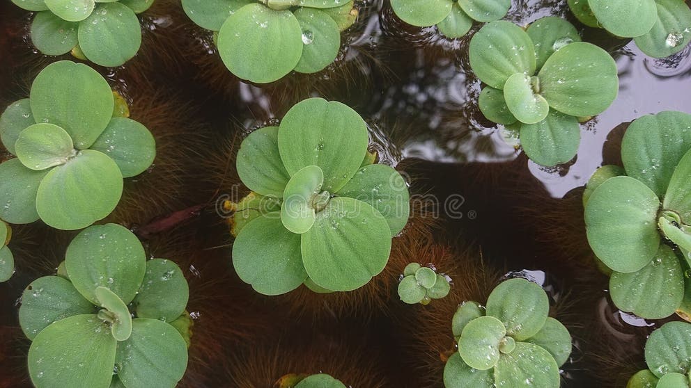 & X22;Apu-apu& X22; is a Water Purification Plant Stock Photo - Image ...