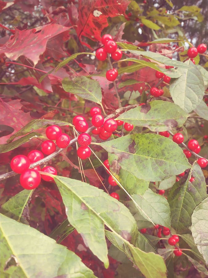 Berri Tree stock photo. Image of tree, berri, leaves - 162796386