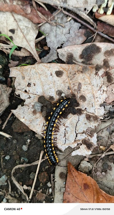 4,100 X22 Black Confederates Stock Photos - Free & Royalty-Free Stock ...