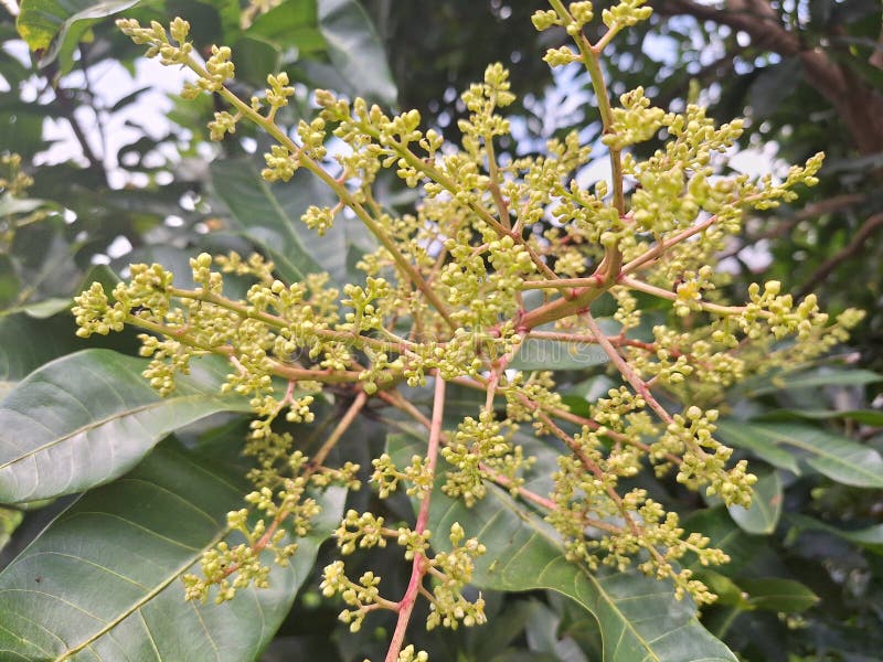 & X22;Blossoming Beginnings: Mango Tree in Early Flower Stage& X22 ...