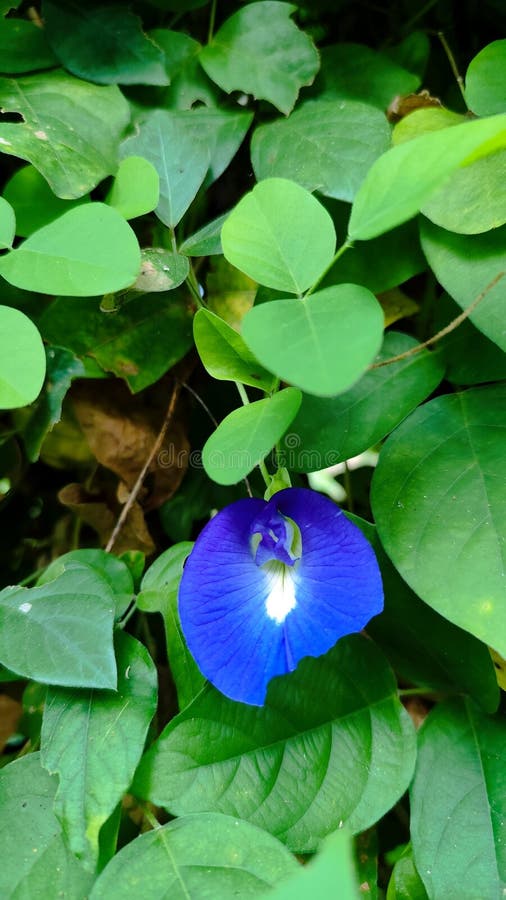 & X22;Blue Pea Blossom Amid Greenery& X22; Stock Photo - Image of blue ...
