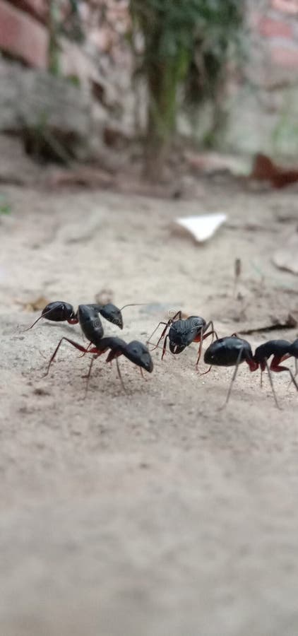 & X28;Camponotus Compressus& X29; Ant Stock Photo - Image of insect ...