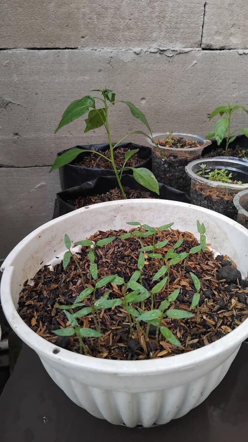 & X22;Chili Seedlings Growing in Pots on a Balcony Garden& X22; Stock ...