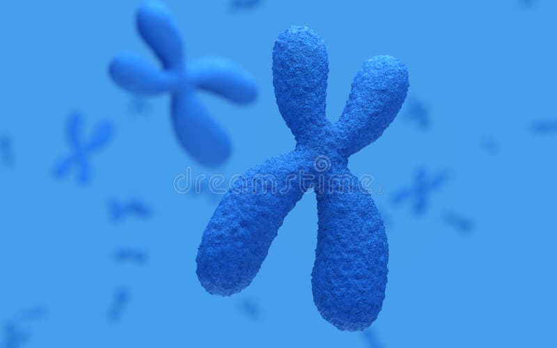 X Chromosomes Structure. Genetics Concept. 3d Rendering,conceptual ...