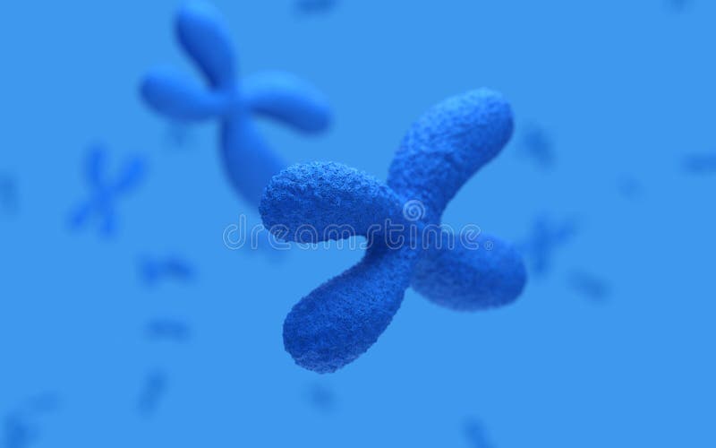 X Chromosomes Structure. Genetics Concept. 3d Rendering,conceptual ...