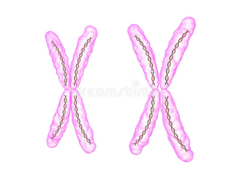 Chromosoom stock illustratie. Illustration of bundel, wijfje - 2506906