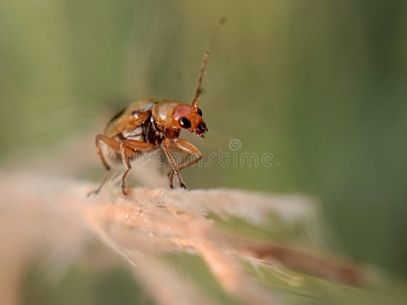 & X22;Close-up of a Chrysolina Leaf Beetle. Note Its Distinctive Head ...