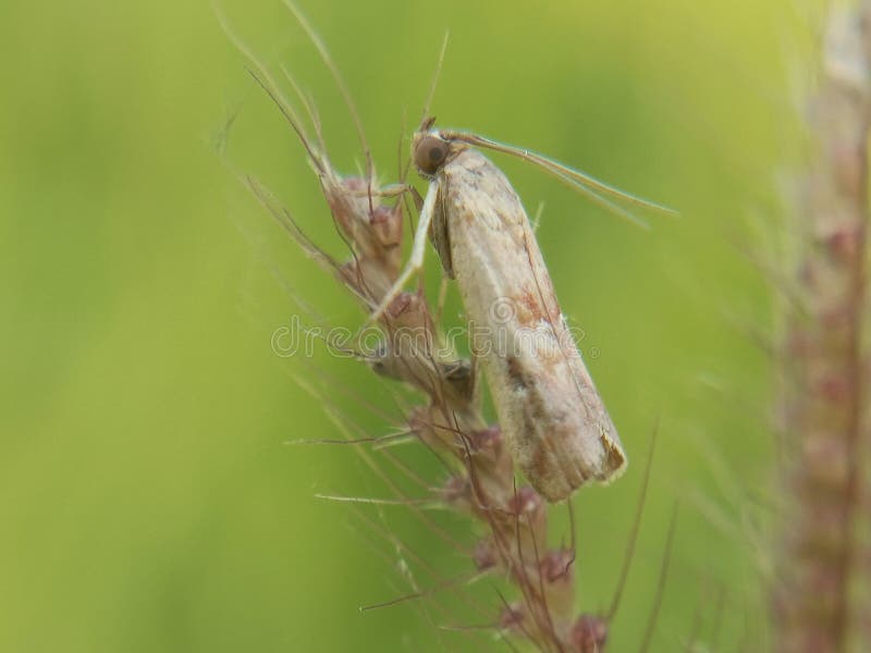Pyrausta Sp Stock Photos - Free & Royalty-Free Stock Photos from Dreamstime