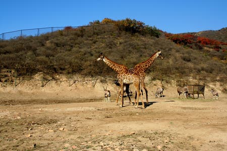 X cross giraffes stock image. Image of nature, namibia - 7432007