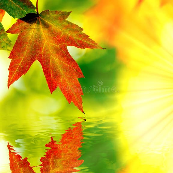 Autumn Maple Leaf Reflection Stock Image - Image of growth, abstract ...