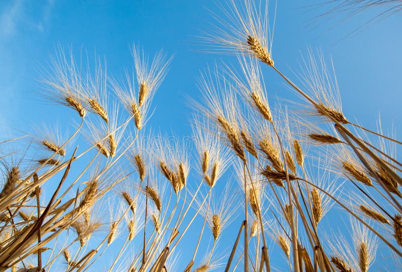 Wheat harvest season stock image. Image of blue, golden - 170778513